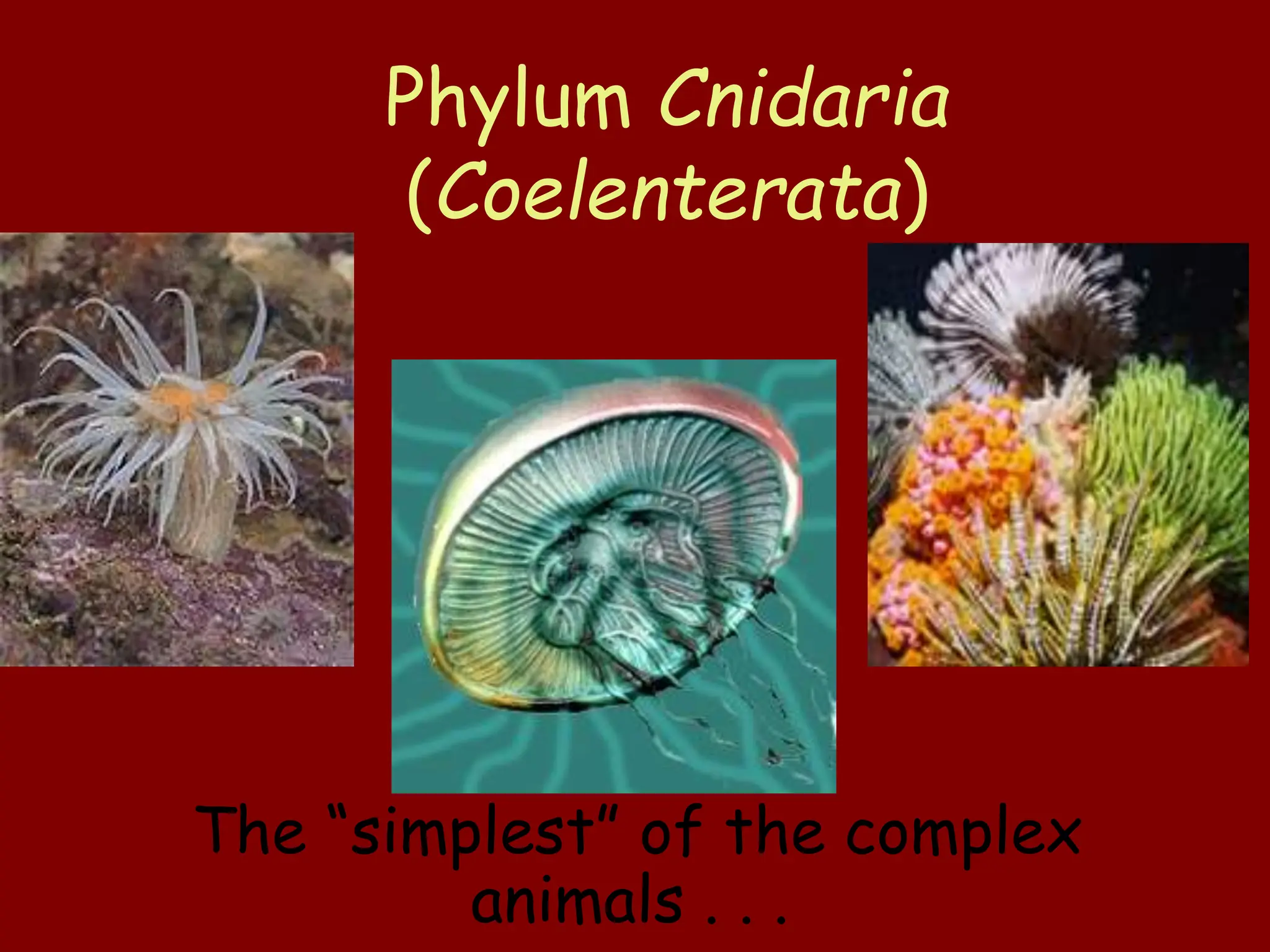 Phylum_Cnidaria-Phylum_Cnidaria-Phylum_Cnidaria.ppt