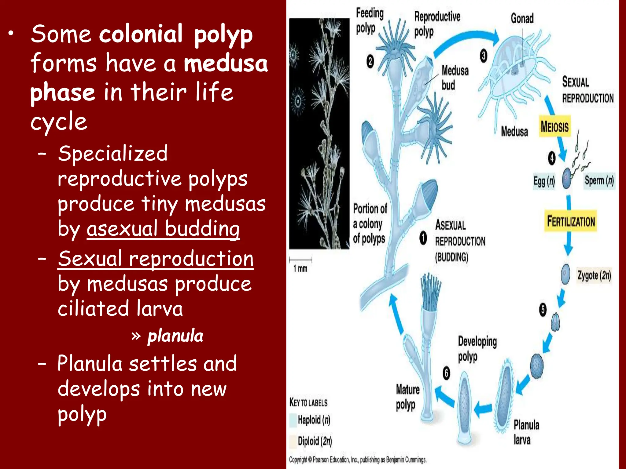 Phylum_Cnidaria-Phylum_Cnidaria-Phylum_Cnidaria.ppt