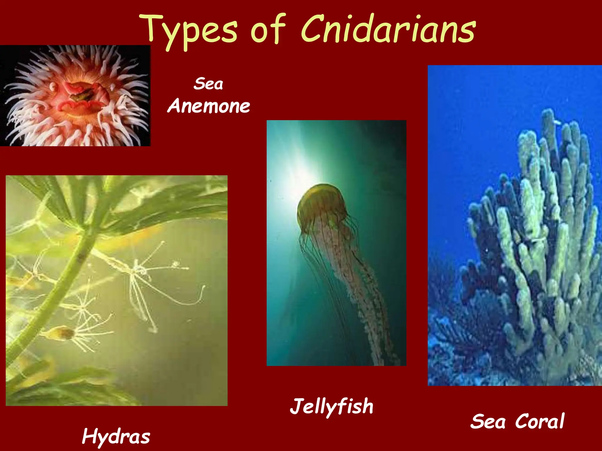 Phylum_Cnidaria-Phylum_Cnidaria-Phylum_Cnidaria.ppt