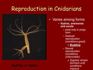 Phylum_Cnidaria-Phylum_Cnidaria-Phylum_Cnidaria.ppt