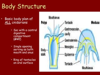 Phylum_Cnidaria-Phylum_Cnidaria-Phylum_Cnidaria.ppt