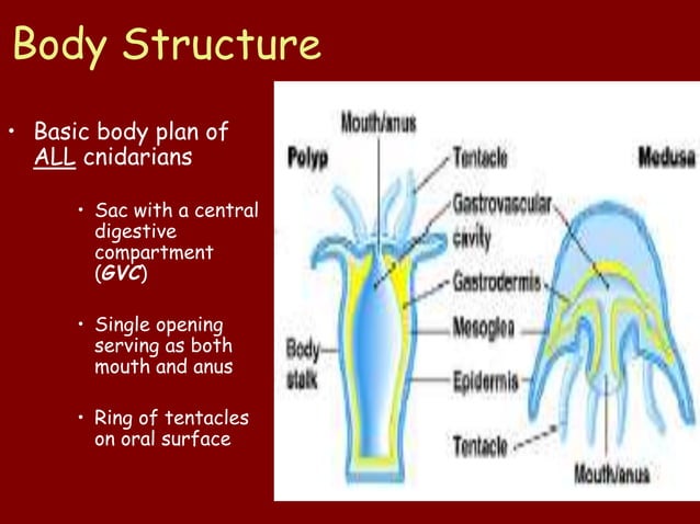 Phylum_Cnidaria-Phylum_Cnidaria-Phylum_Cnidaria.ppt