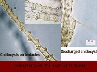 Phylum_Cnidaria-Phylum_Cnidaria-Phylum_Cnidaria.ppt