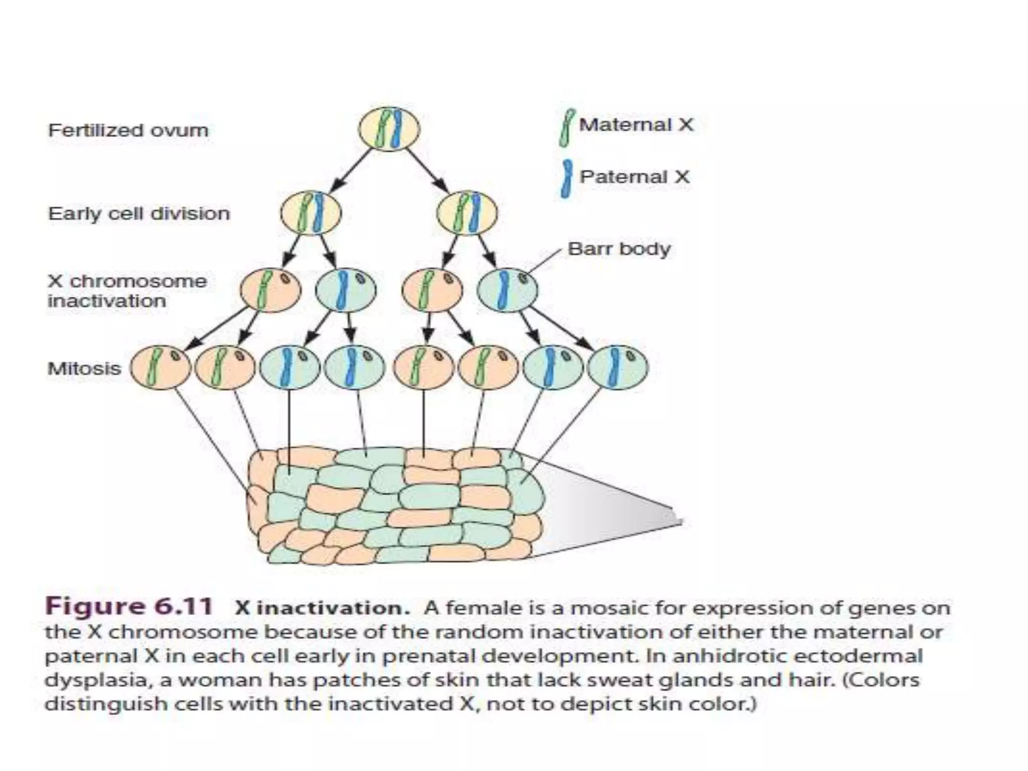 X chromosome inactivation | PPTX