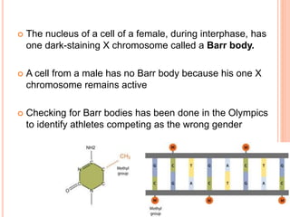 X chromosome inactivation | PPTX