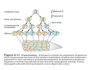 X chromosome inactivation | PPTX
