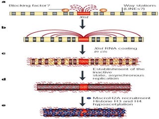 X chromosome inactivation | PPTX