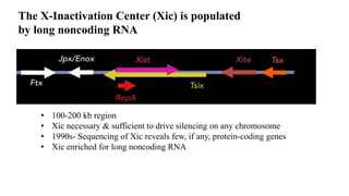 X chromosome inactivation final (1) (1).pptx