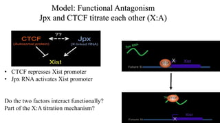 X chromosome inactivation final (1) (1).pptx