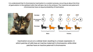 X chromosome inactivation final (1) (1).pptx