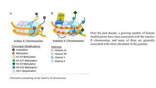 X chromosome inactivation final (1) (1).pptx