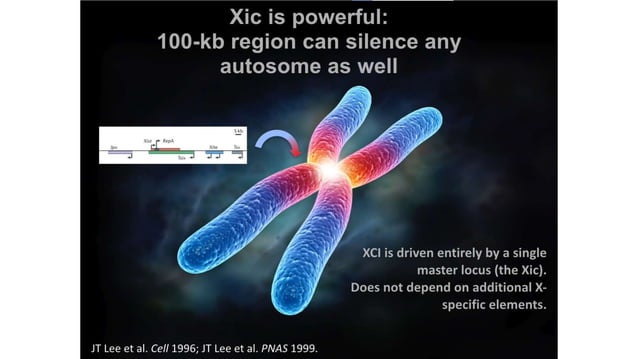 X chromosome inactivation final (1) (1).pptx | Genetics | Science