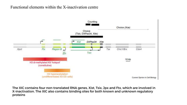 X chromosome inactivation final (1) (1).pptx | Genetics | Science