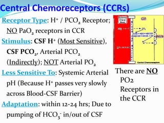 Neural Control of Respiration - Abnormal Breathing Patterns - Sanjoy ...