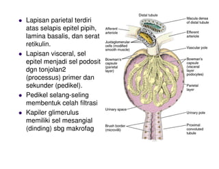HISTOLOGI_URINARIA_Compatibility_Mode.pdf