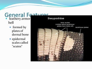 Order Xenartha | PPTX