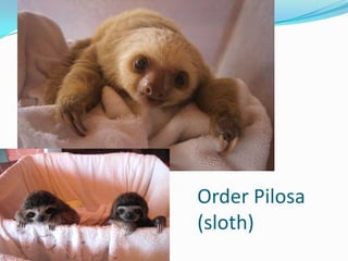 Order Xenartha | PPT