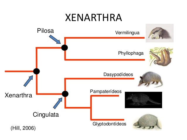 Xenarthra