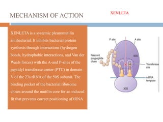 Xenleta | PPTX | Lung and Respiratory Health | Diseases and Conditions