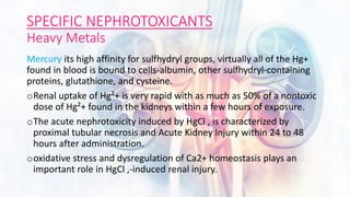 Xenobiotic affect on kidney | PPTX