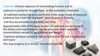 Xenobiotic affect on kidney | PPTX