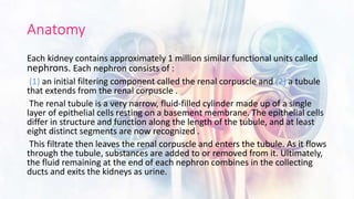 Xenobiotic affect on kidney | PPTX