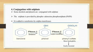 Xenobiotic metabolism | PPTX