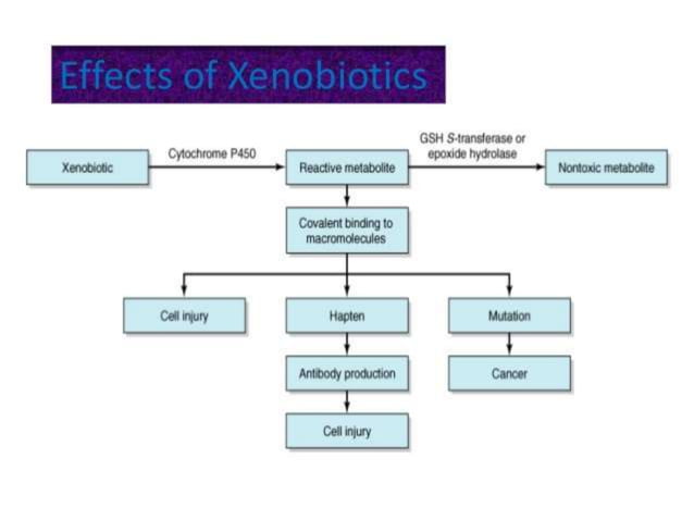Xenobiotics | PPTX | Chemistry | Science