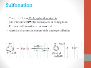 xenobiotics chemistry and drug metabolism | PPT