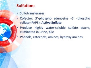 Metabolism of Xenobiotics | PPTX