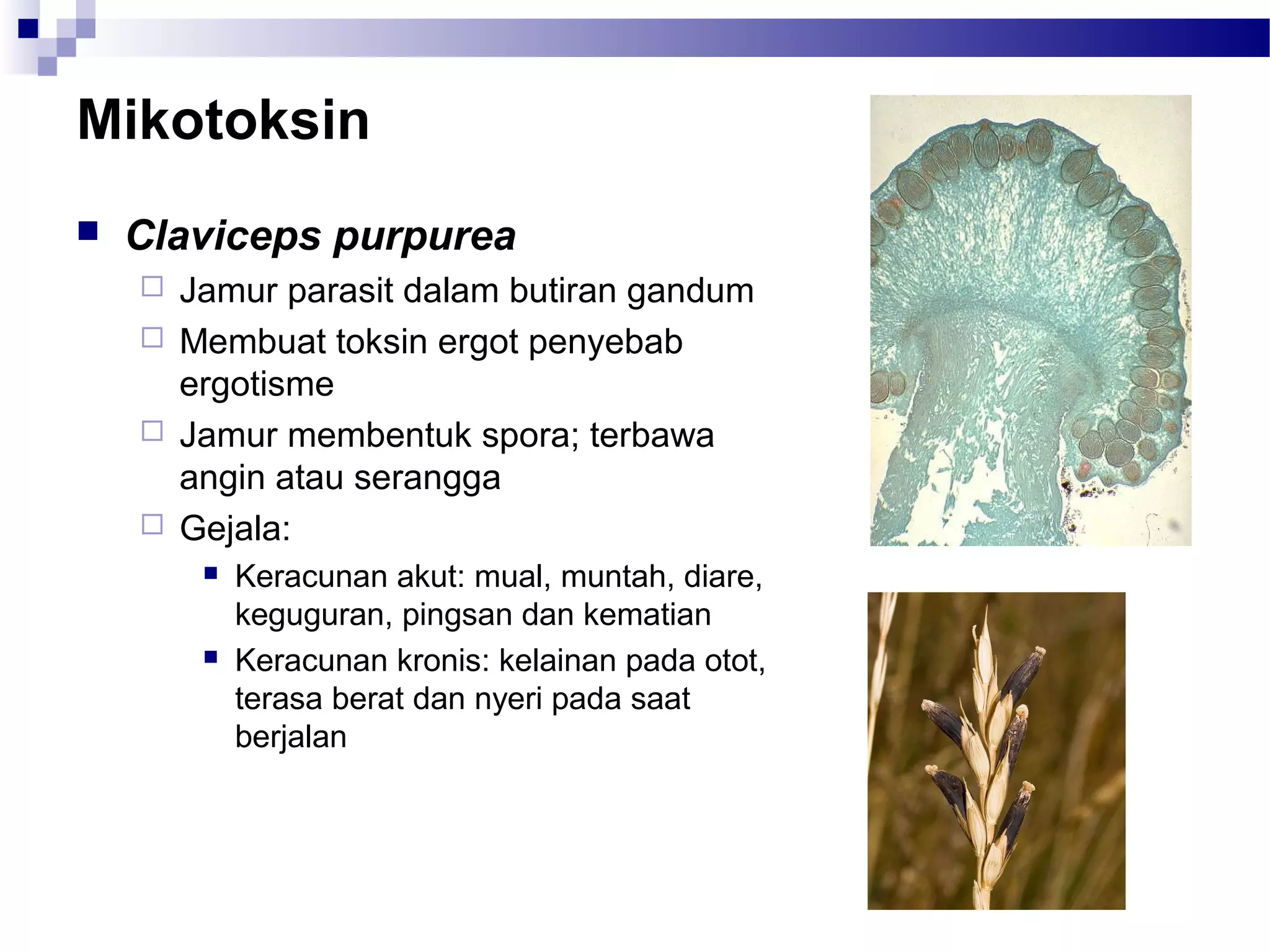 Xenobiotik | PPT