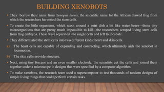 Xenobots | PPTX