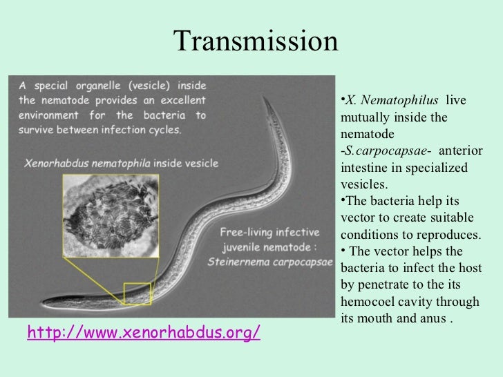 Xenorhabdus Nematophilus