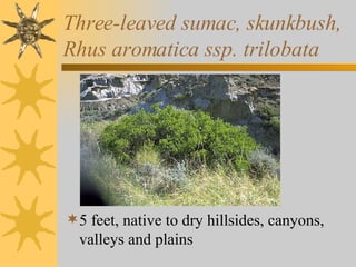 Xeriscape Slides | PPT