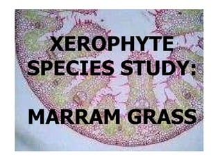 Xerophytes | PPT