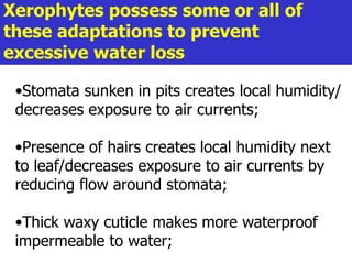 Xerophytes | PPT