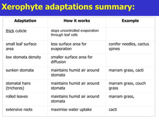 Xerophytes | PPT