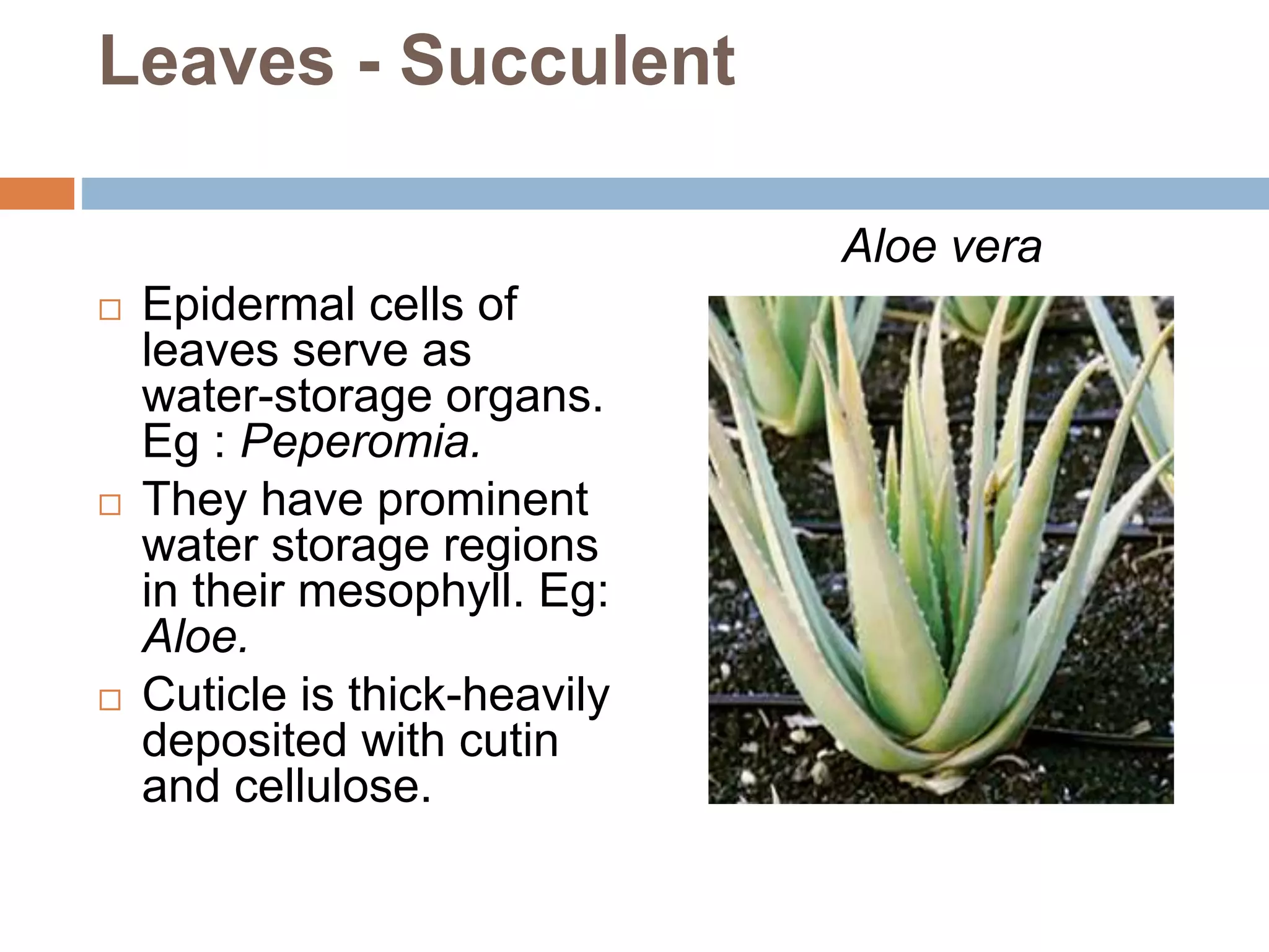 Xerophytes | PPTX