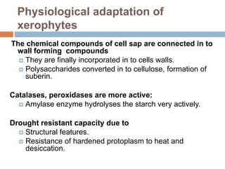 Xerophytes | PPTX