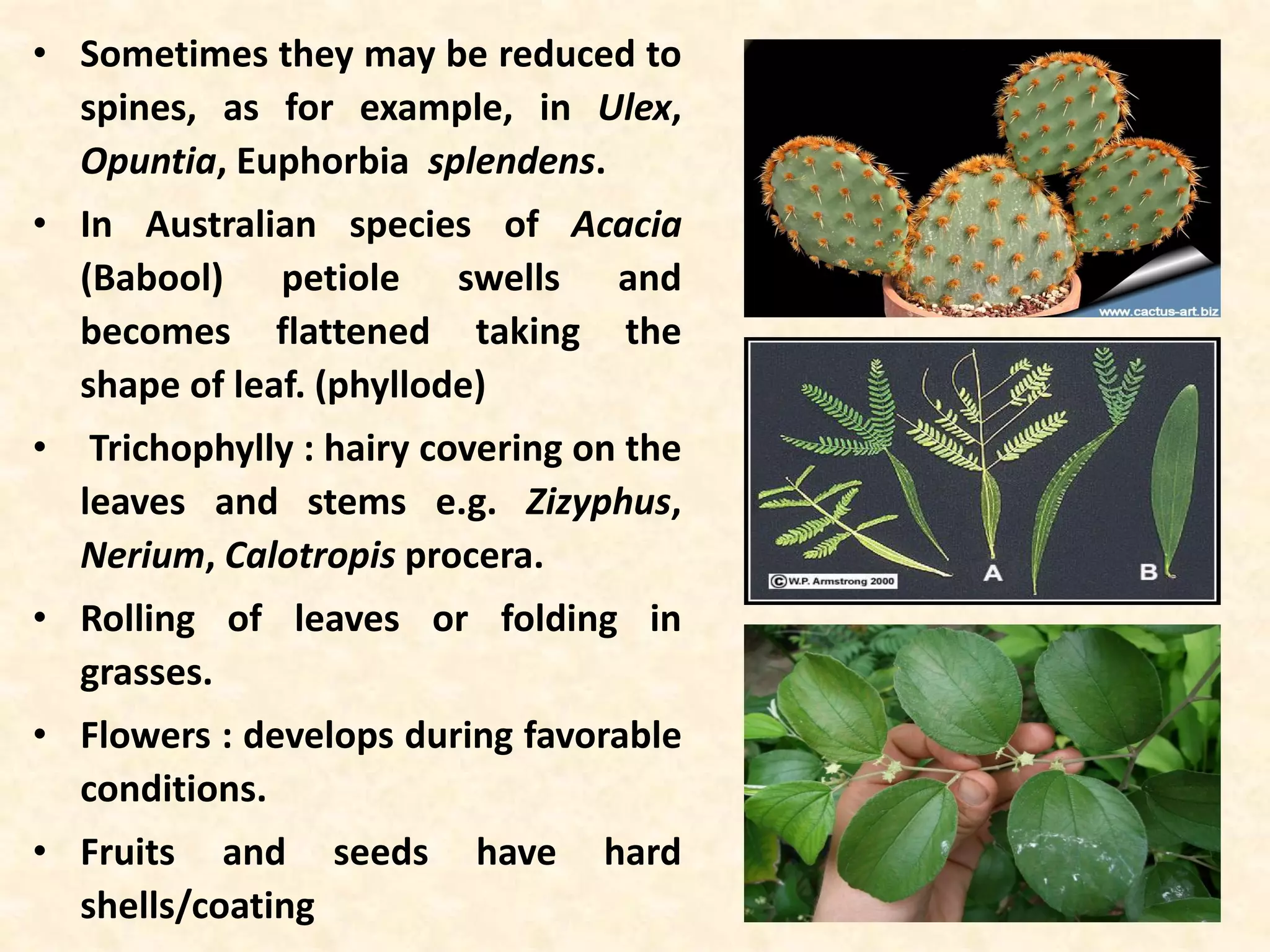 Xerophytes | PDF