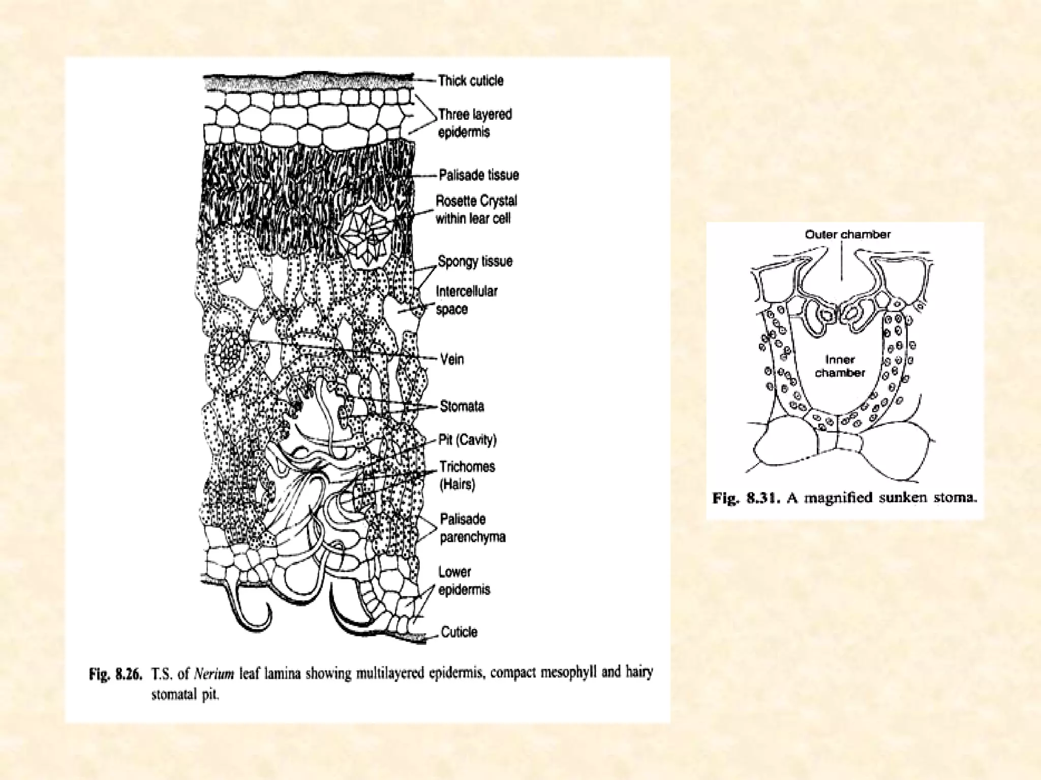 Xerophytes | PDF