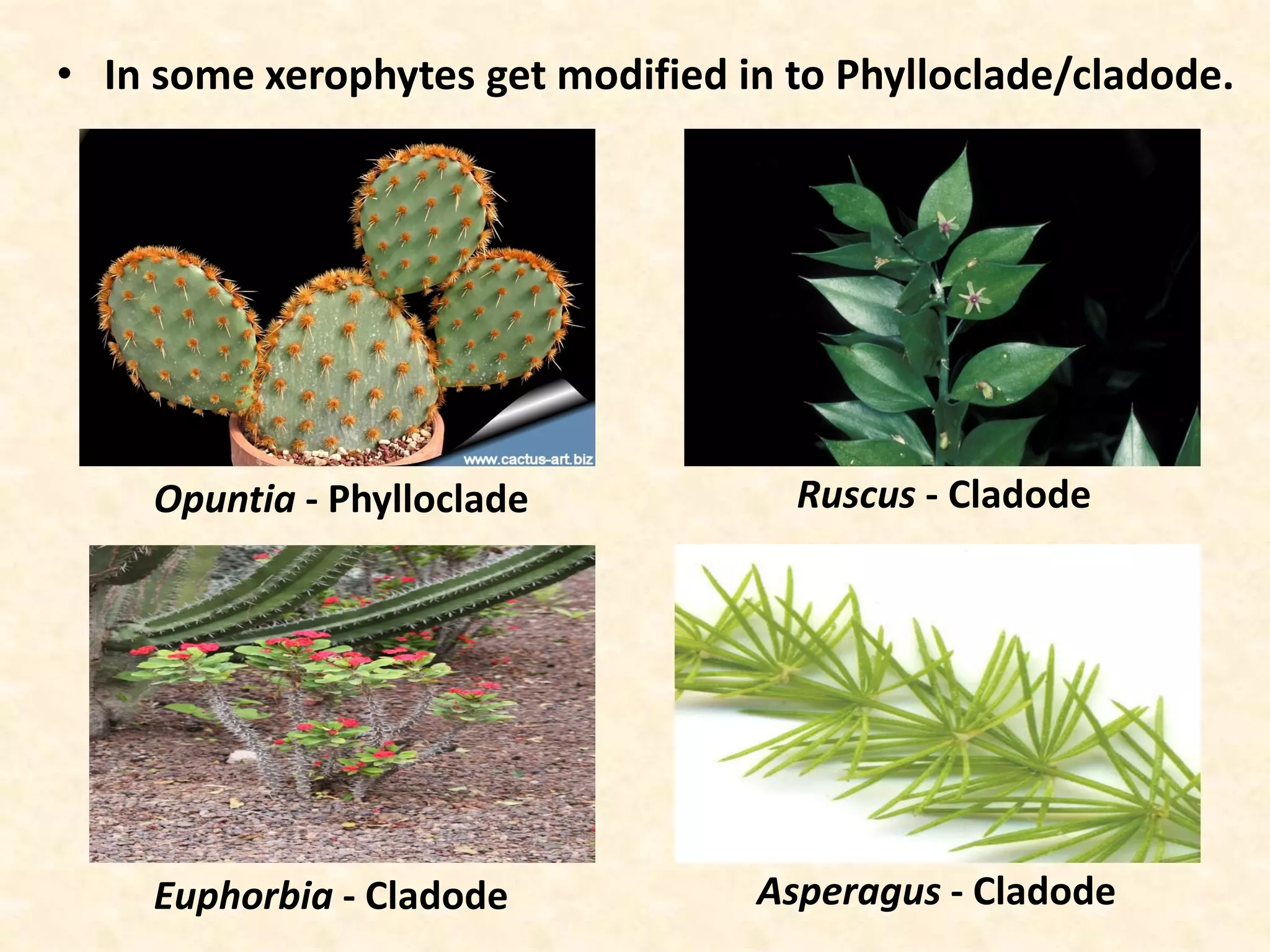 Xerophytes | PDF