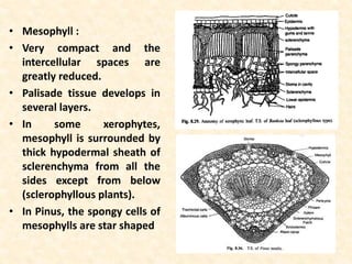 Xerophytes | PDF