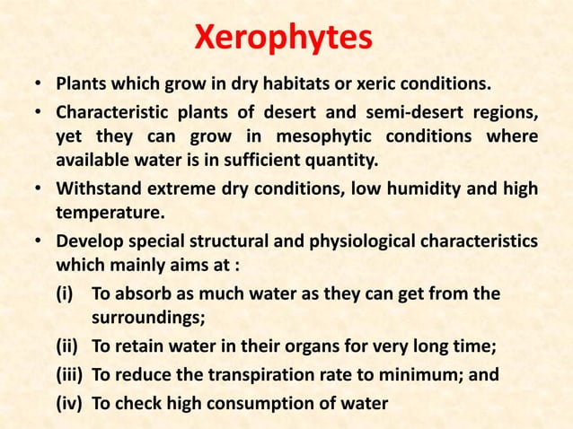 Xerophytes | PDF
