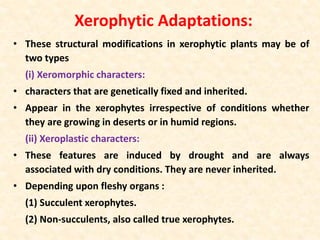Xerophytes | PDF