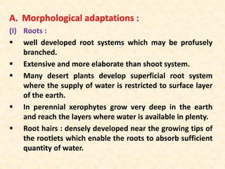 Xerophytes | PDF