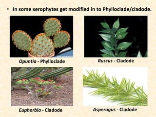 Xerophytes | PDF