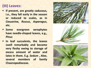 Examples Of Xerophytes Plants