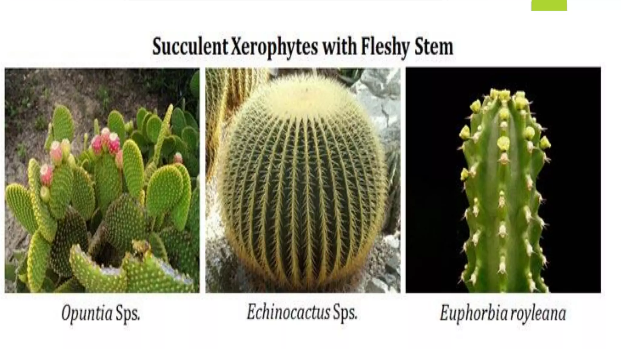 Xerophytes | PDF
