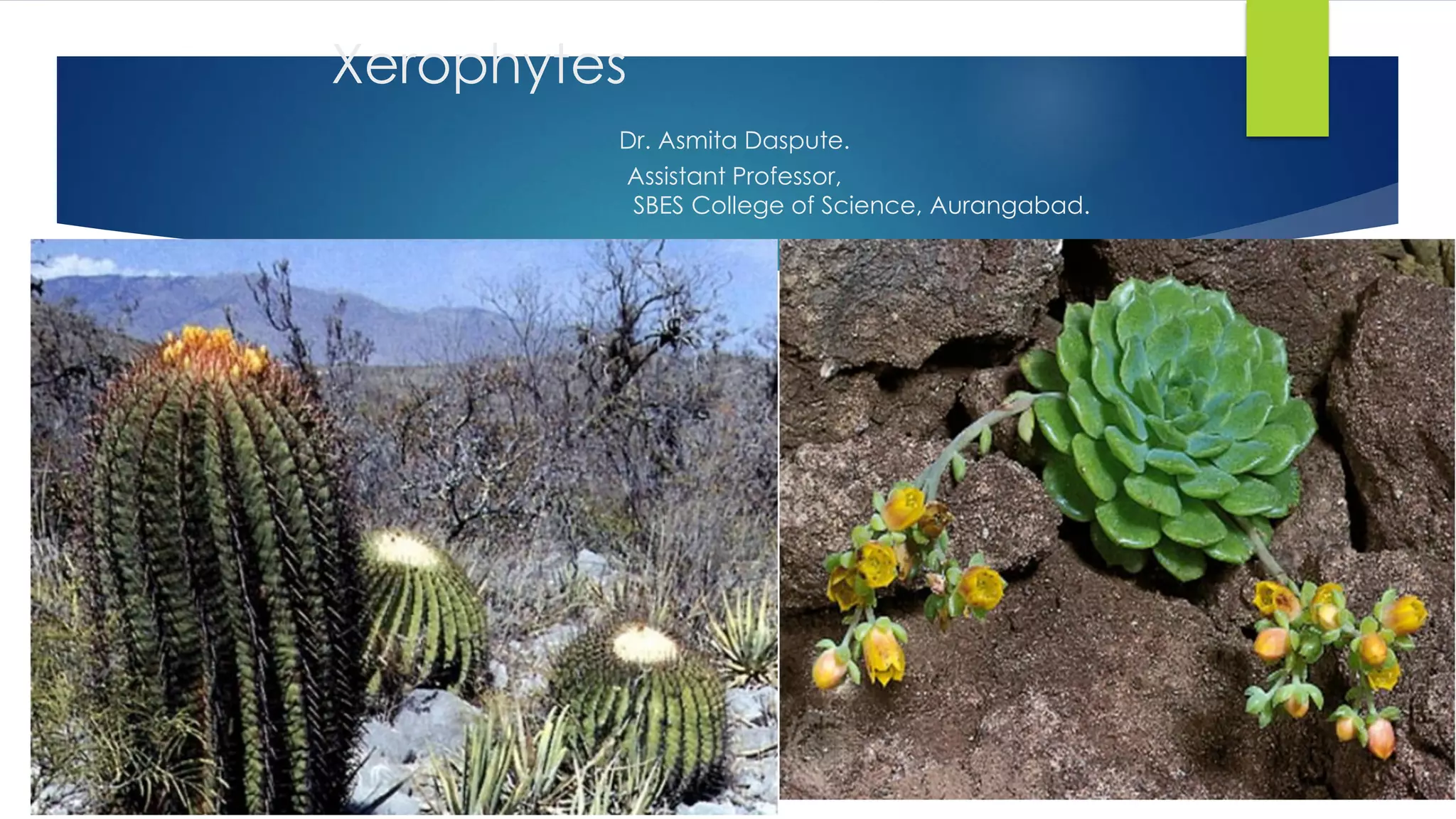 Xerophytes | PPT